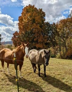 Top Drug Rehab Tennessee | Magnolia Ranch Recovery