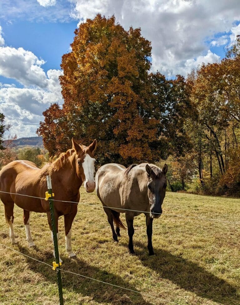 Top Drug Rehab Tennessee | Magnolia Ranch Recovery